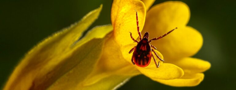 Come e dove si prendono le zecche - ULTRASOUNDtech™